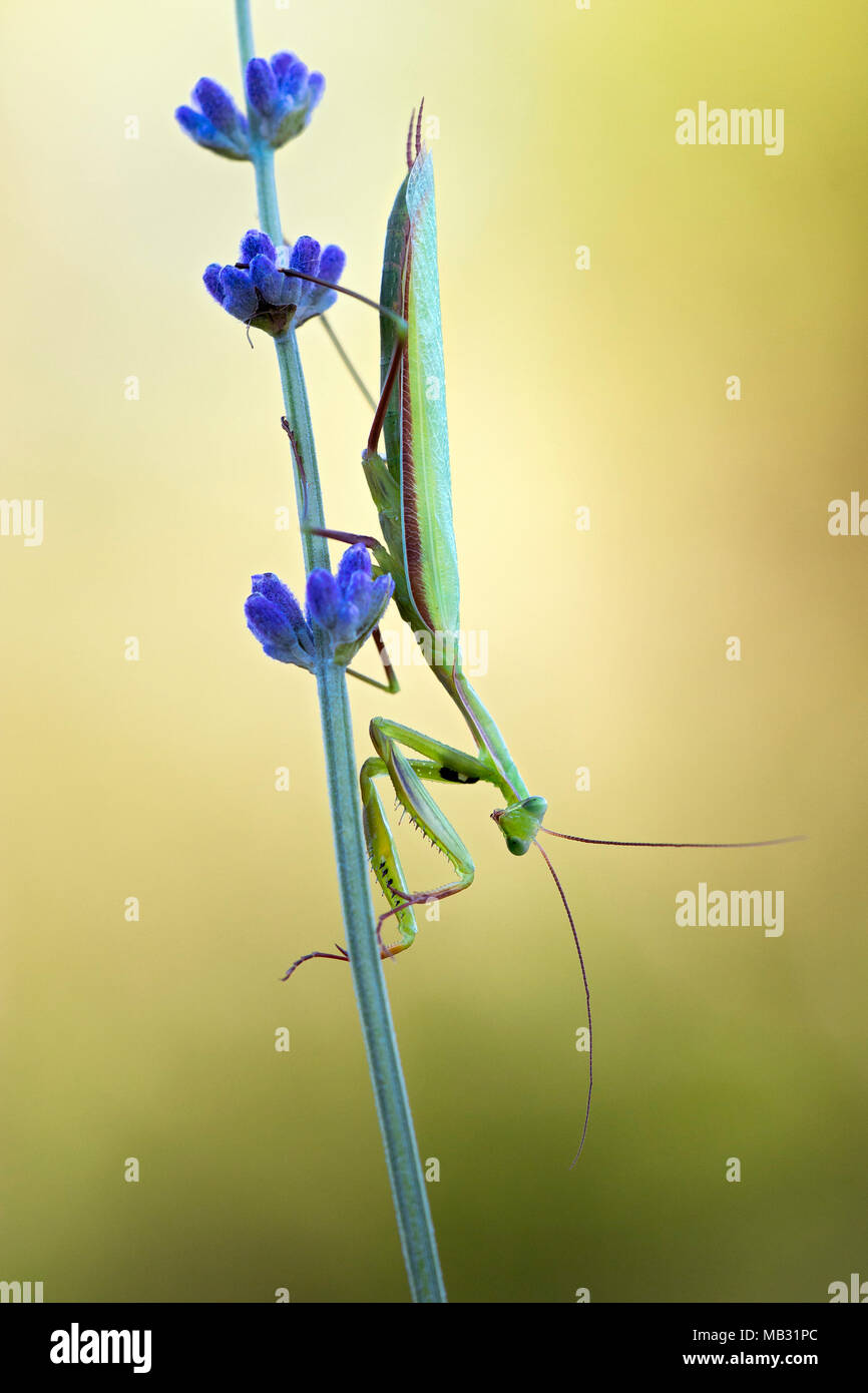 European mantis (Mantis religiosa) sits on lavender blossom (Lavandula ...