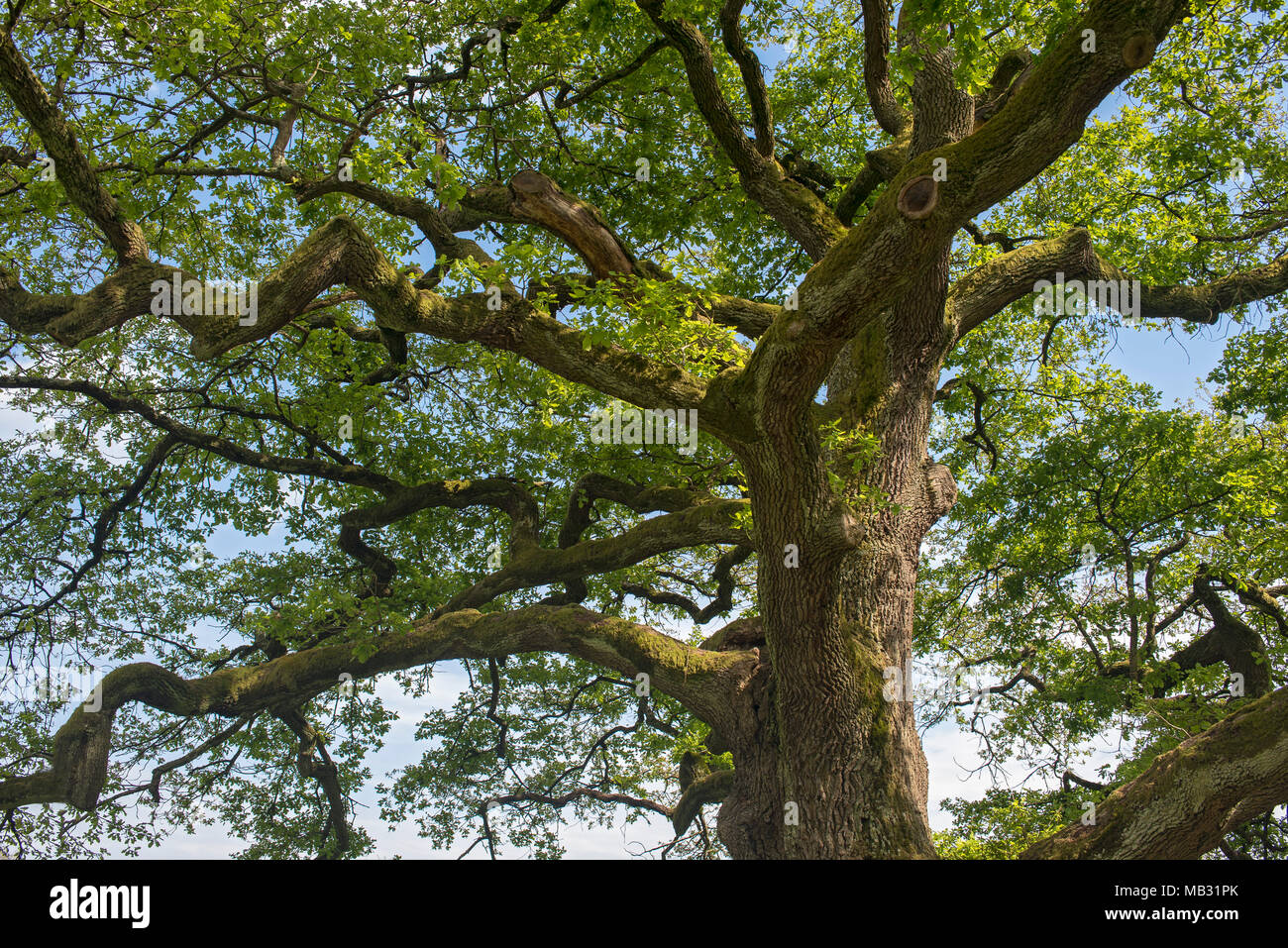 Treetop old english oak hi-res stock photography and images - Alamy