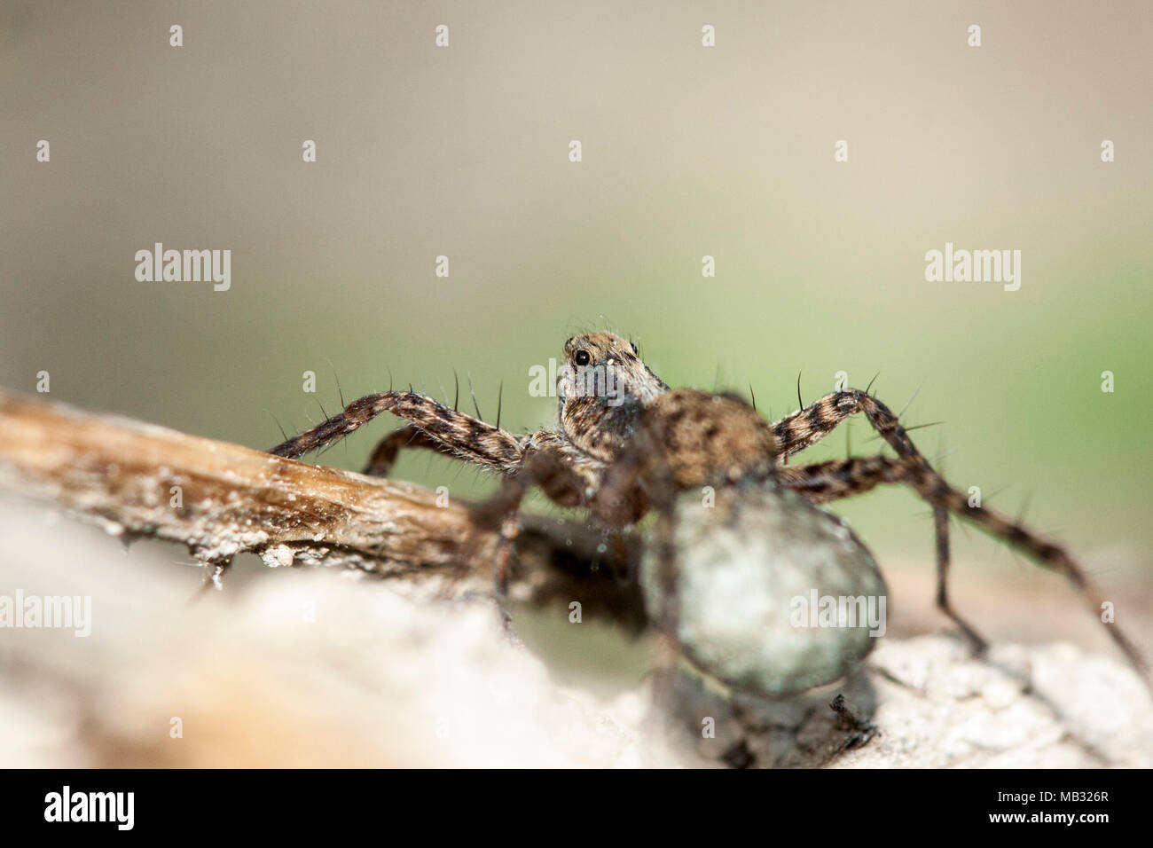 Macro wildlife hi-res stock photography and images - Alamy