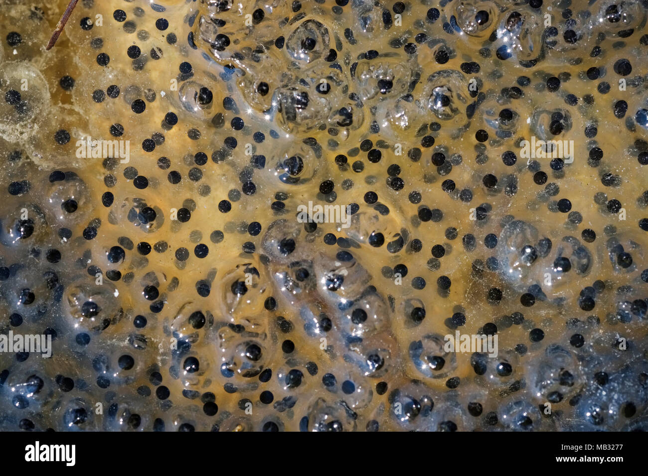 Frogspawn hi-res stock photography and images - Alamy