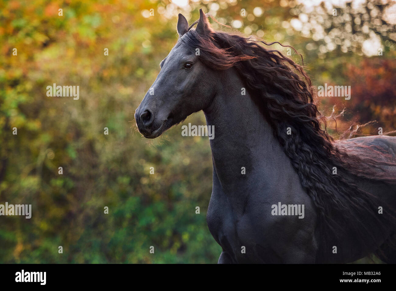 Friese (Equus), animal portrait, running, Germany Stock Photo - Alamy