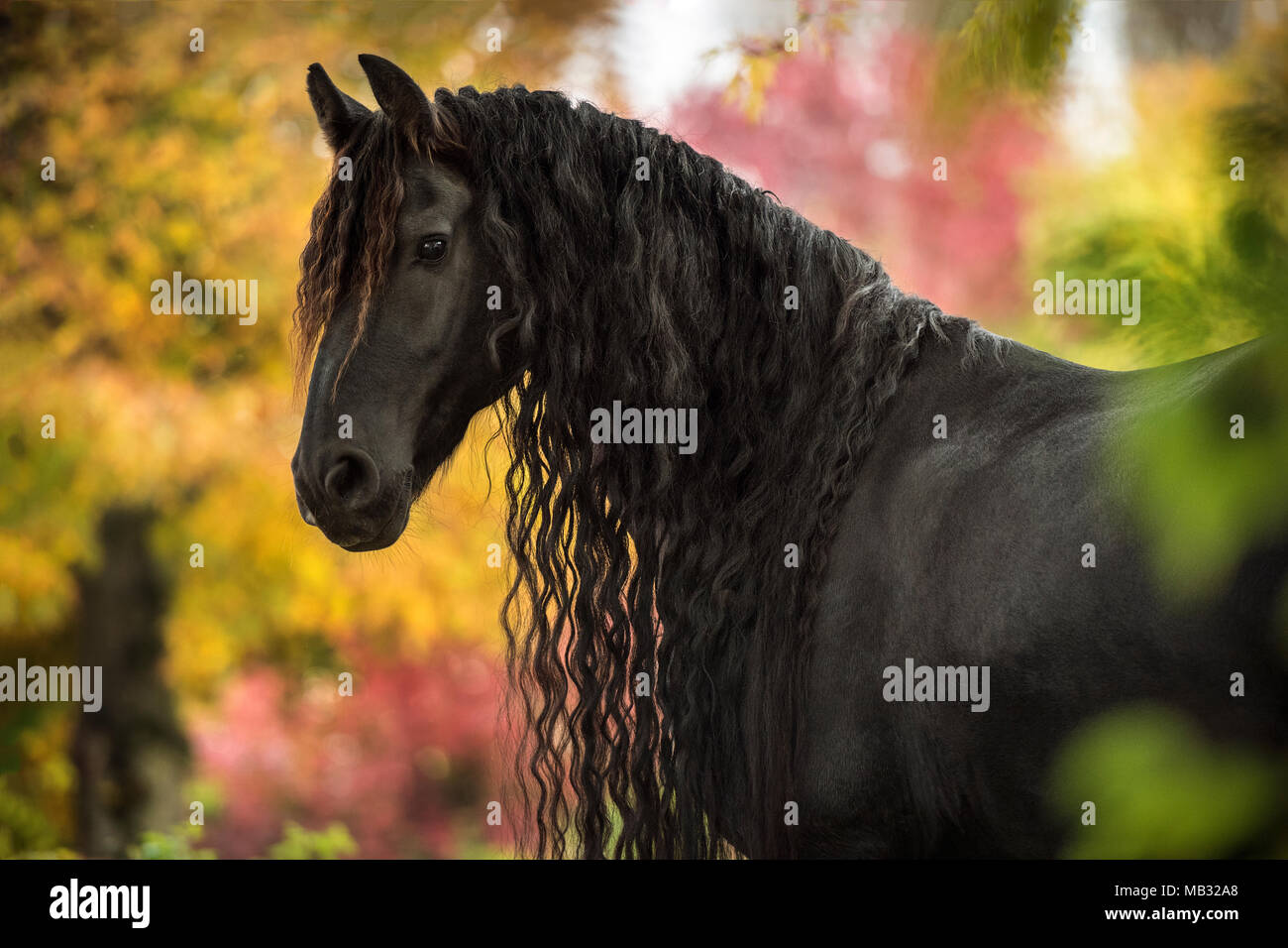 Friese (Equus), animal portrait in front of autumn leaves, Germany ...