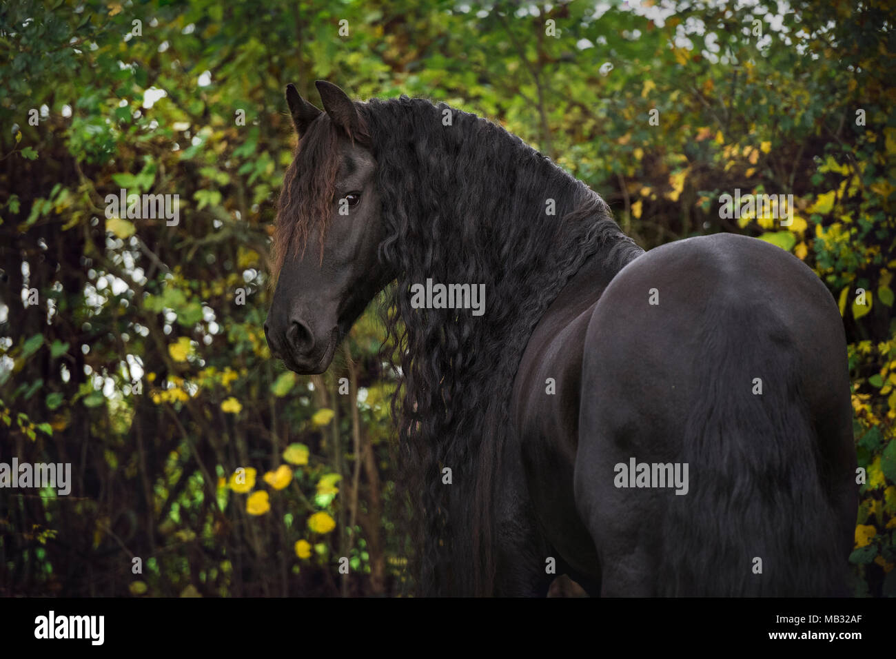 Friese High Resolution Stock Photography and Images - Alamy