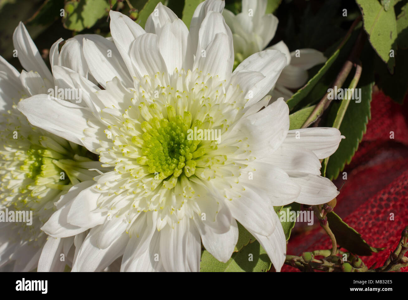Beautiful colorful natural spring flowers in macro view Stock Photo - Alamy