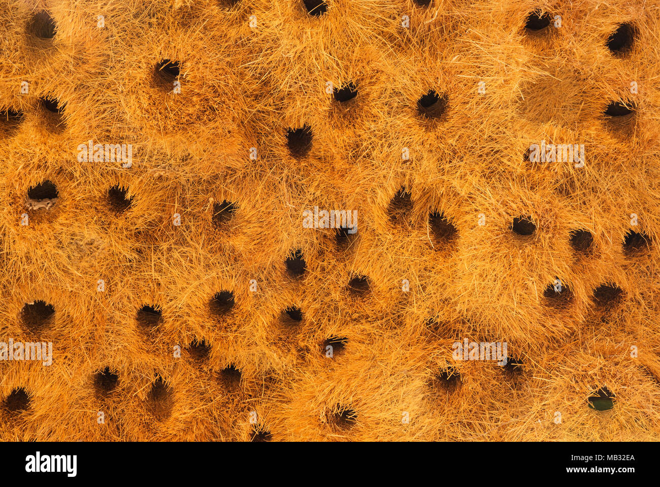 Detail of a communal nest of Sociable Weavers (Philetairus socius) with ...