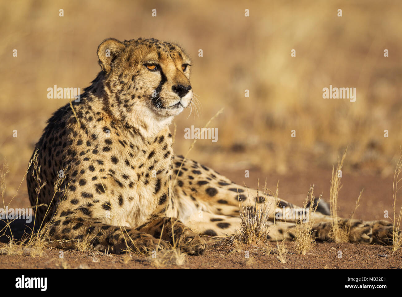 Cheetah (Acinonyx jubatus), resting male, captive, Namibia Stock Photo ...