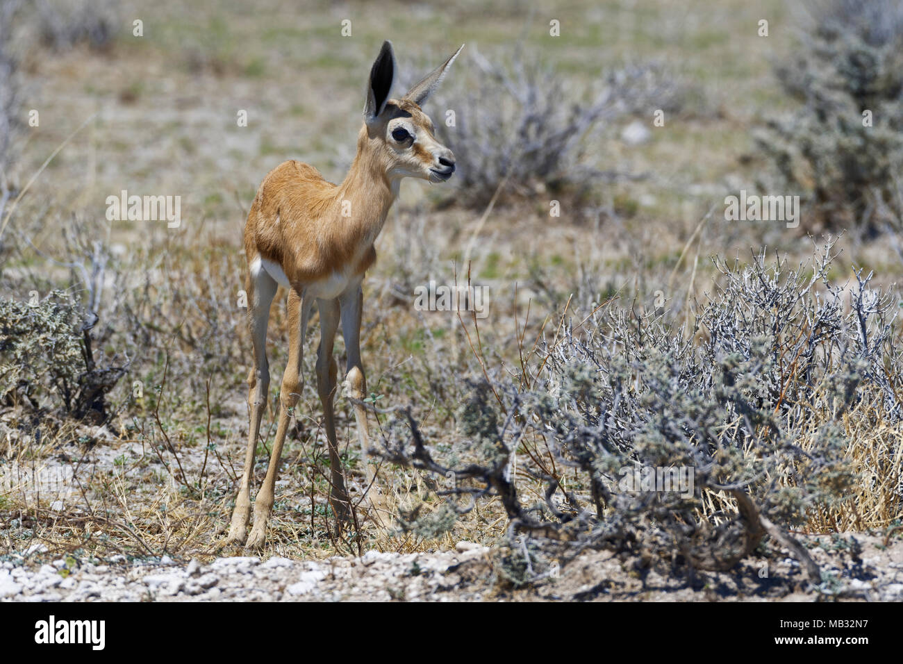 Young springbok (Antidorcas marsupialis) standing on arid grassland ...
