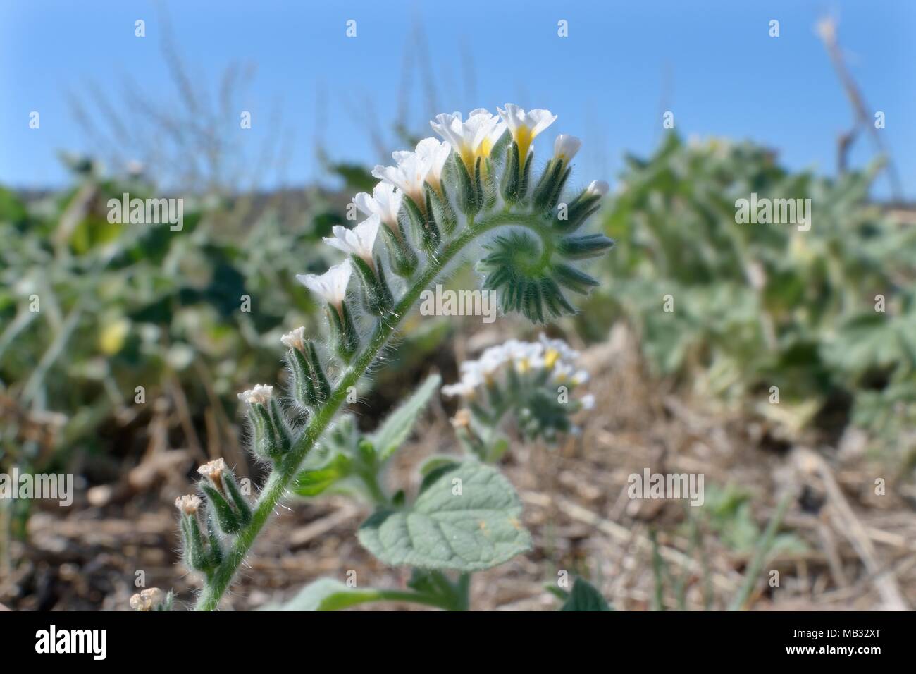 Heliotropium hi-res stock photography and images - Alamy