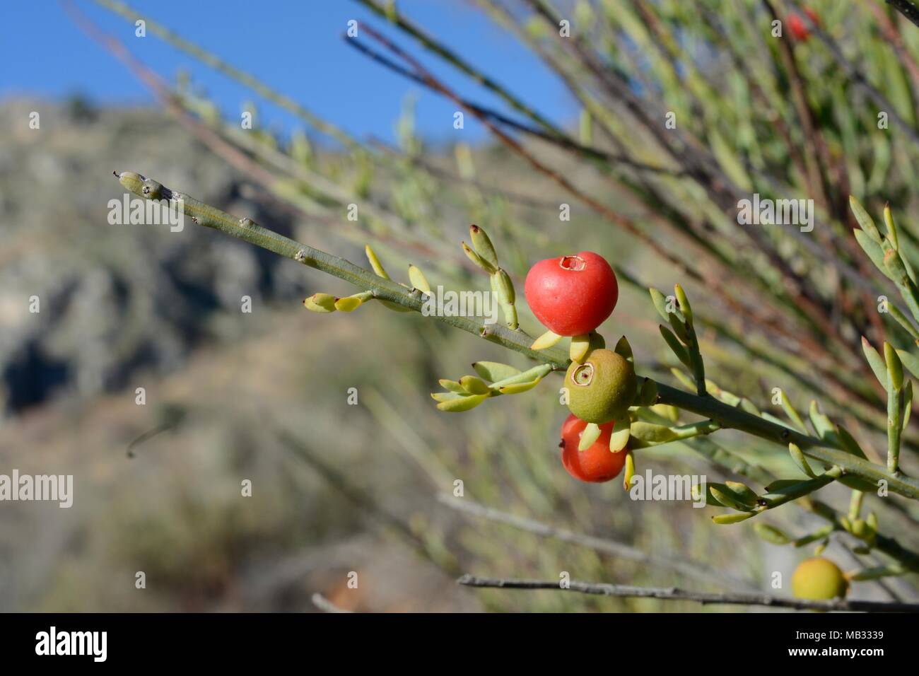 Poet's cassia / Osyris (Osyris alba) bush, a plant in the mistletoe ...
