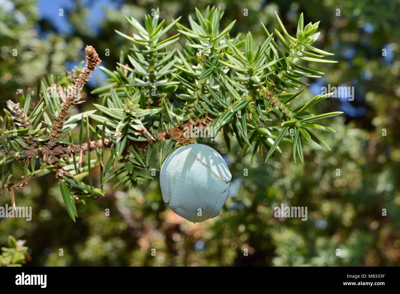 Prickly juniper (Juniperus oxycedrus oxycedrus) ripening seed cone ...