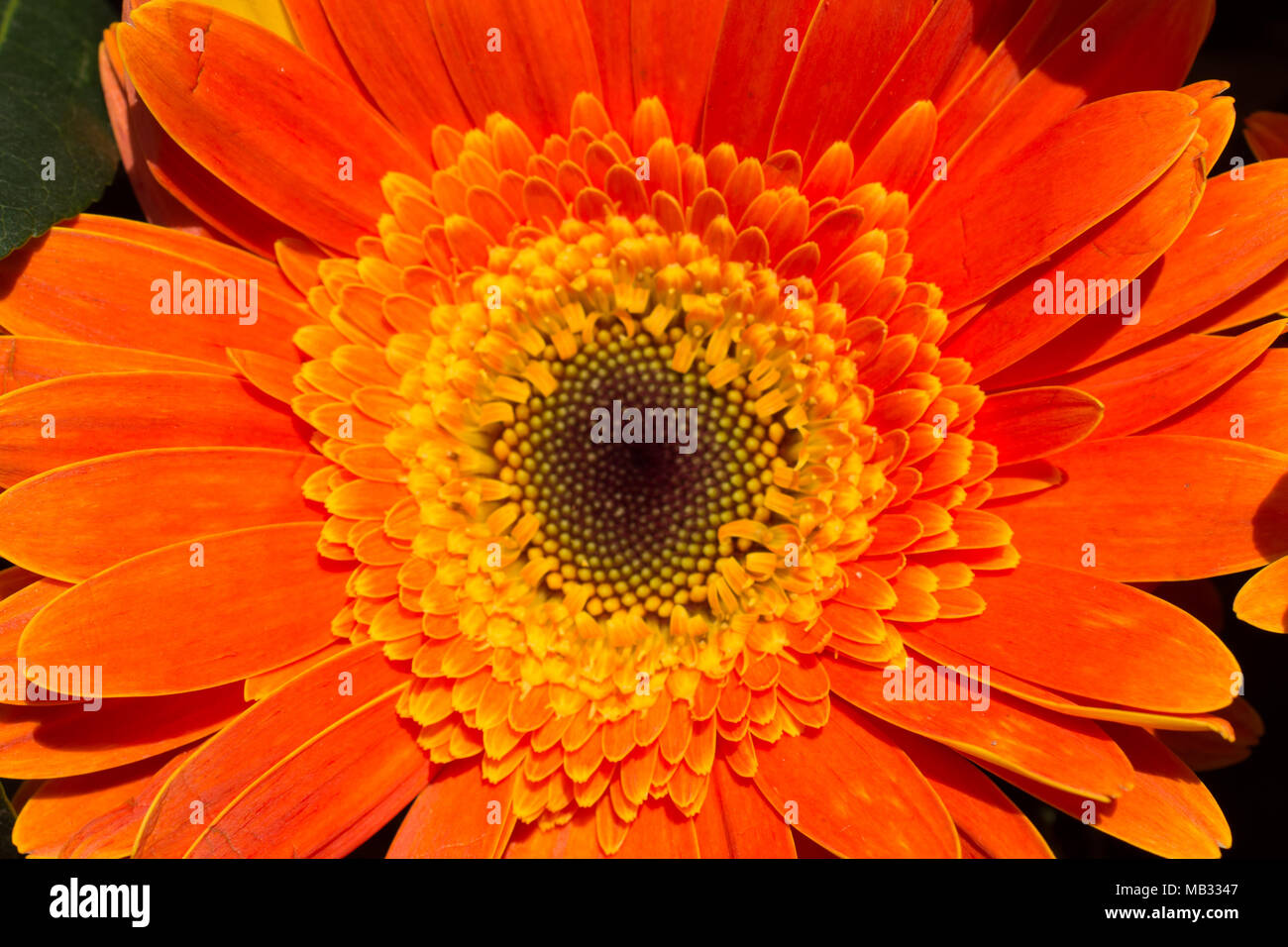 Beautiful colorful natural spring flowers in macro view Stock Photo - Alamy