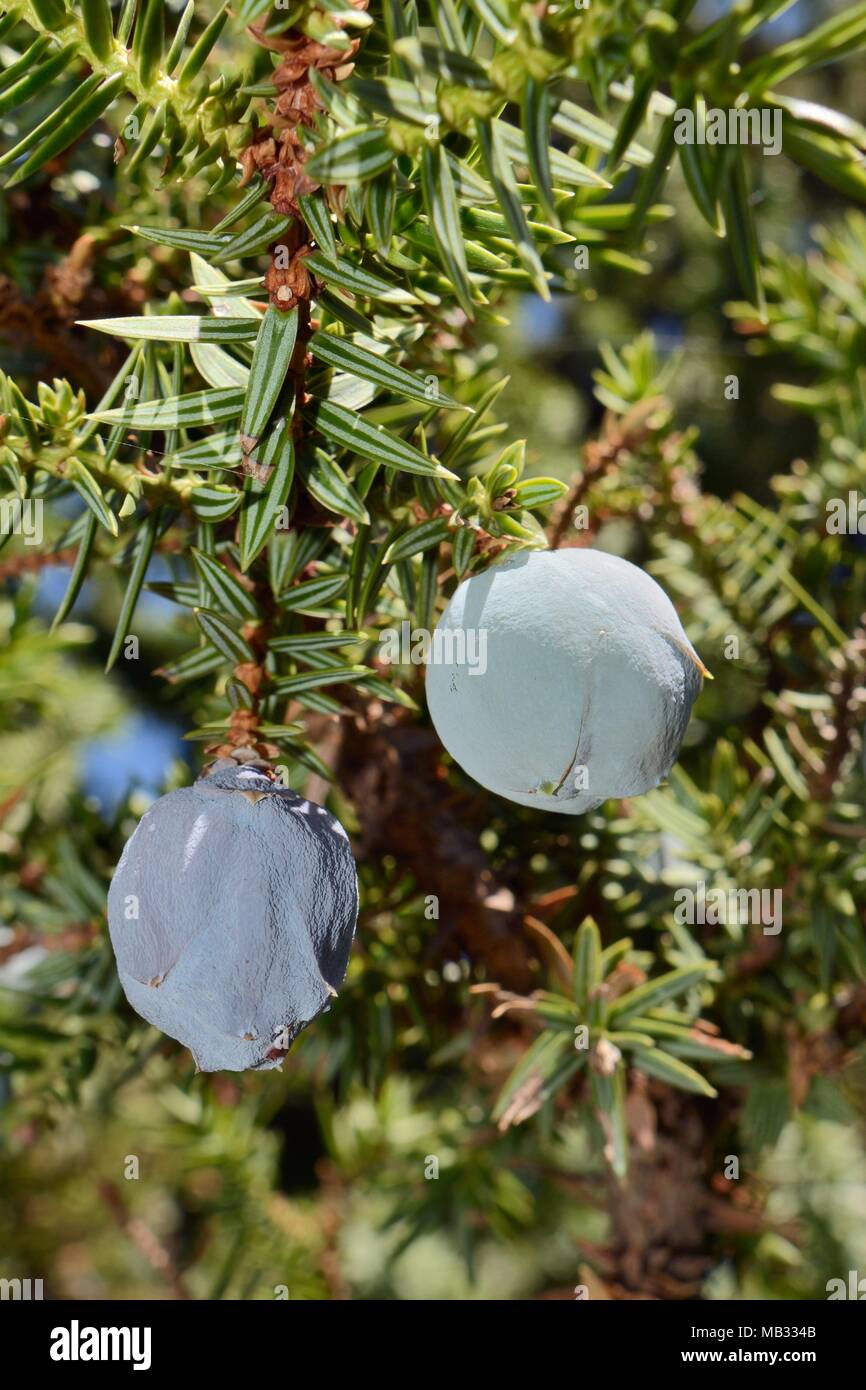 Prickly juniper (Juniperus oxycedrus oxycedrus), with ripening seed ...
