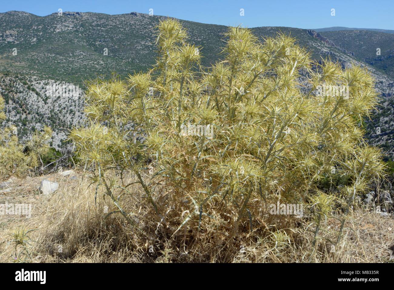 Picnomon acarna hi-res stock photography and images - Alamy
