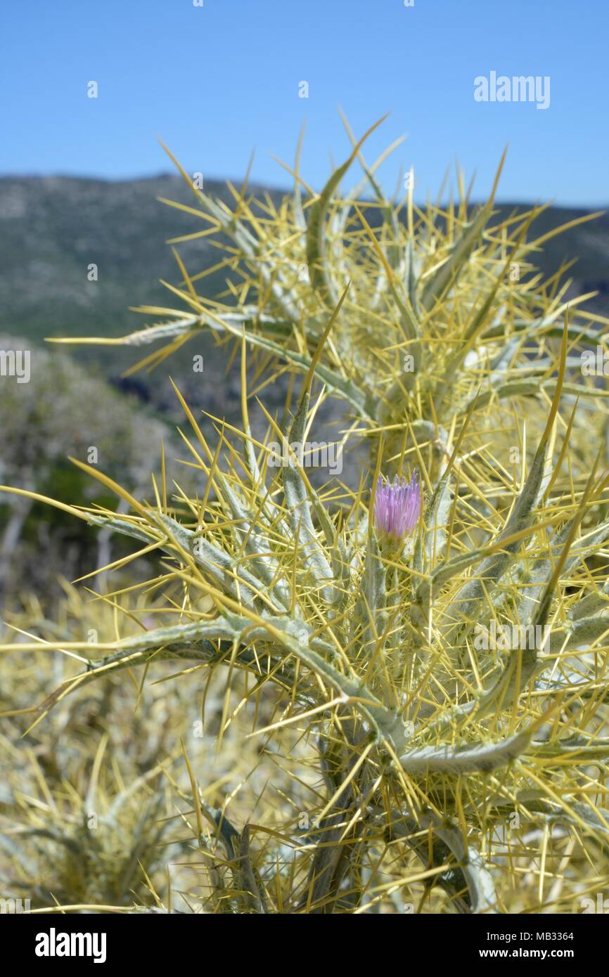 Picnomon acarna hi-res stock photography and images - Alamy