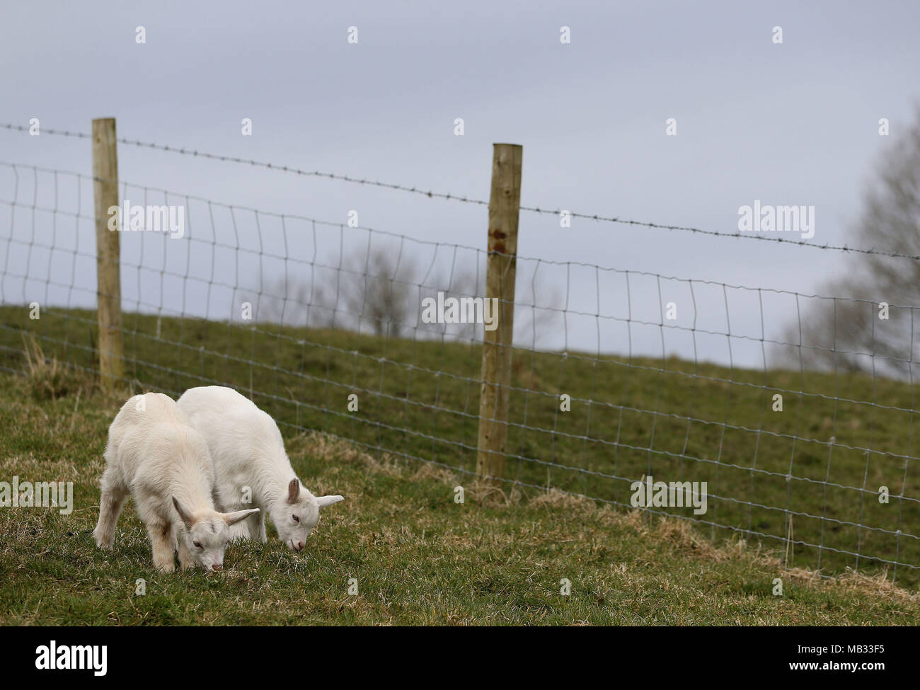 Twin geep 'This' (right) and 'That' on Angela Bermingham's farm in ...