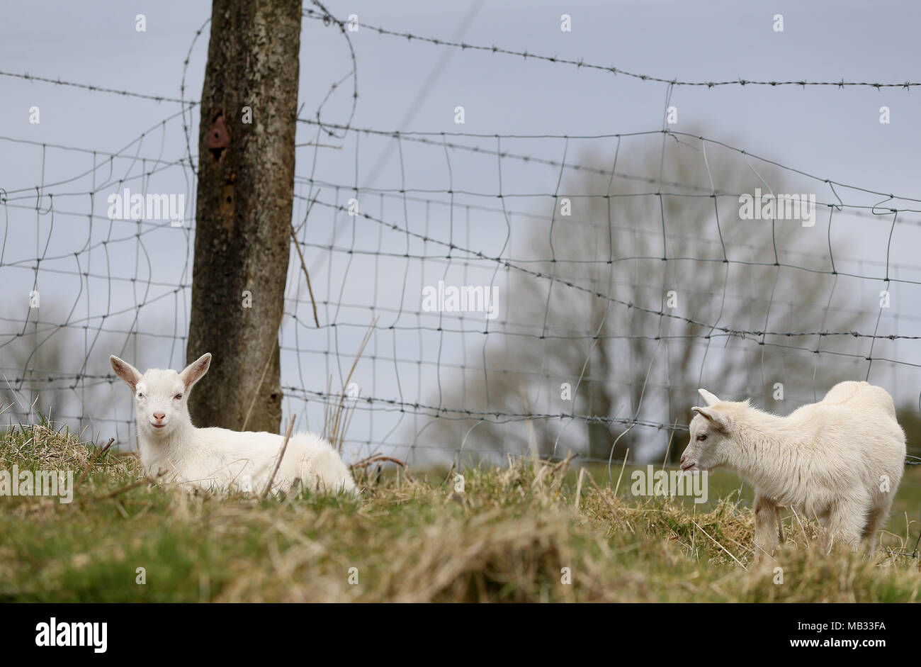 Twin geep 'This' (left) and 'That' on Angela Bermingham's farm in ...