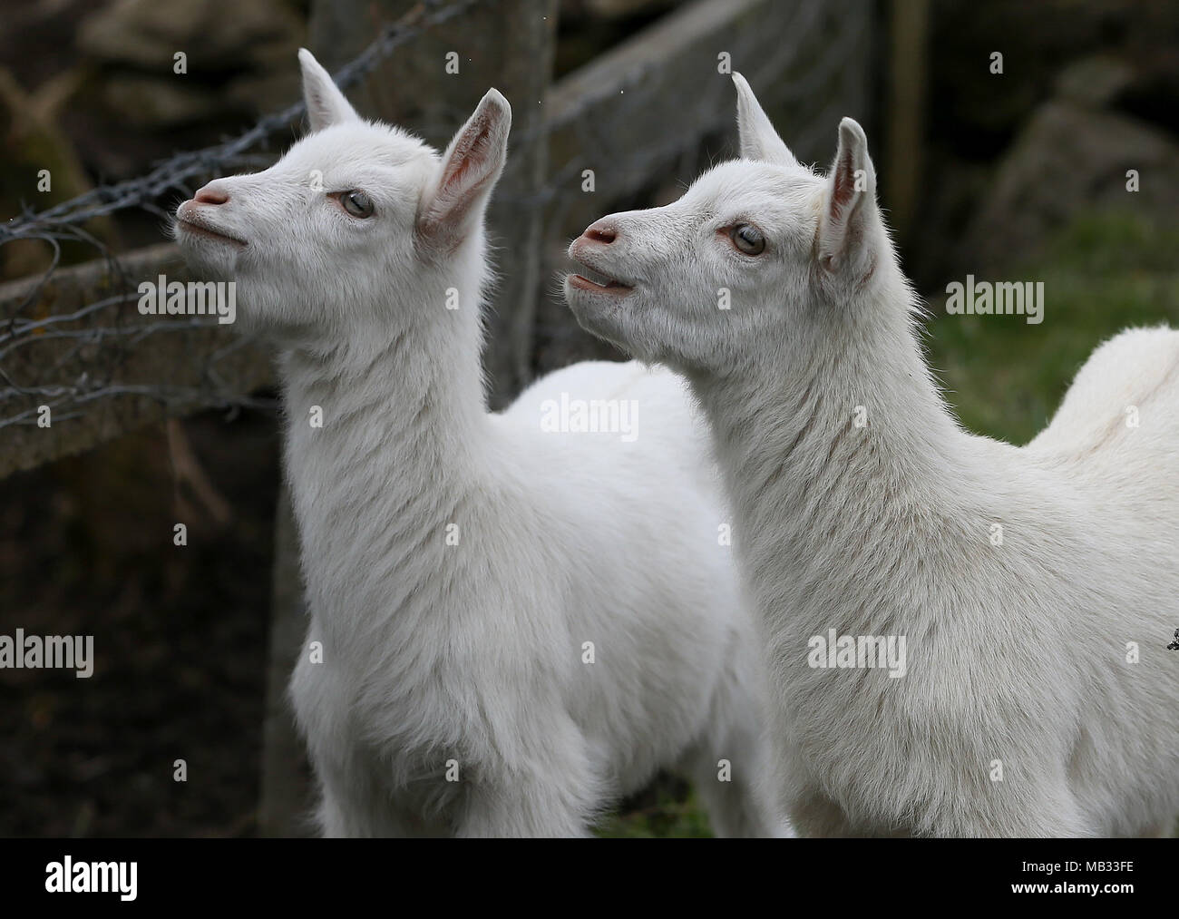 Cheviot goat hi-res stock photography and images - Alamy