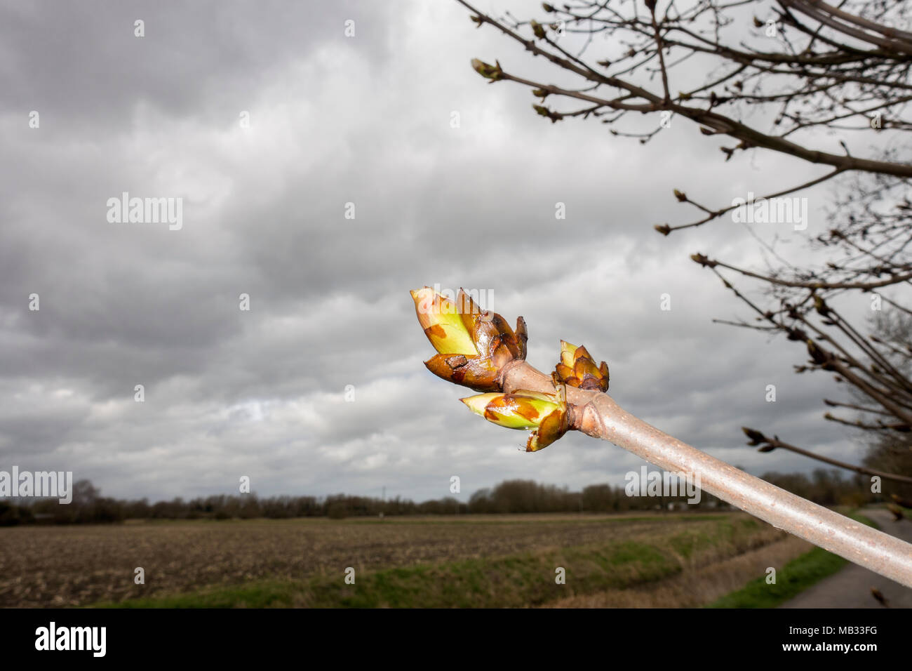 Breaking Bud High Resolution Stock Photography and Images - Alamy