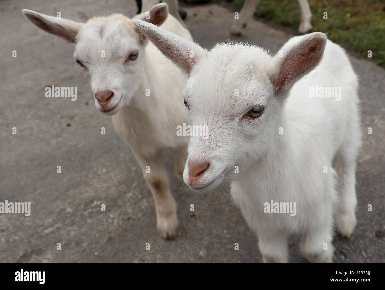 Twin geep 'This' (right) and 'That' on Angela Bermingham's farm in ...