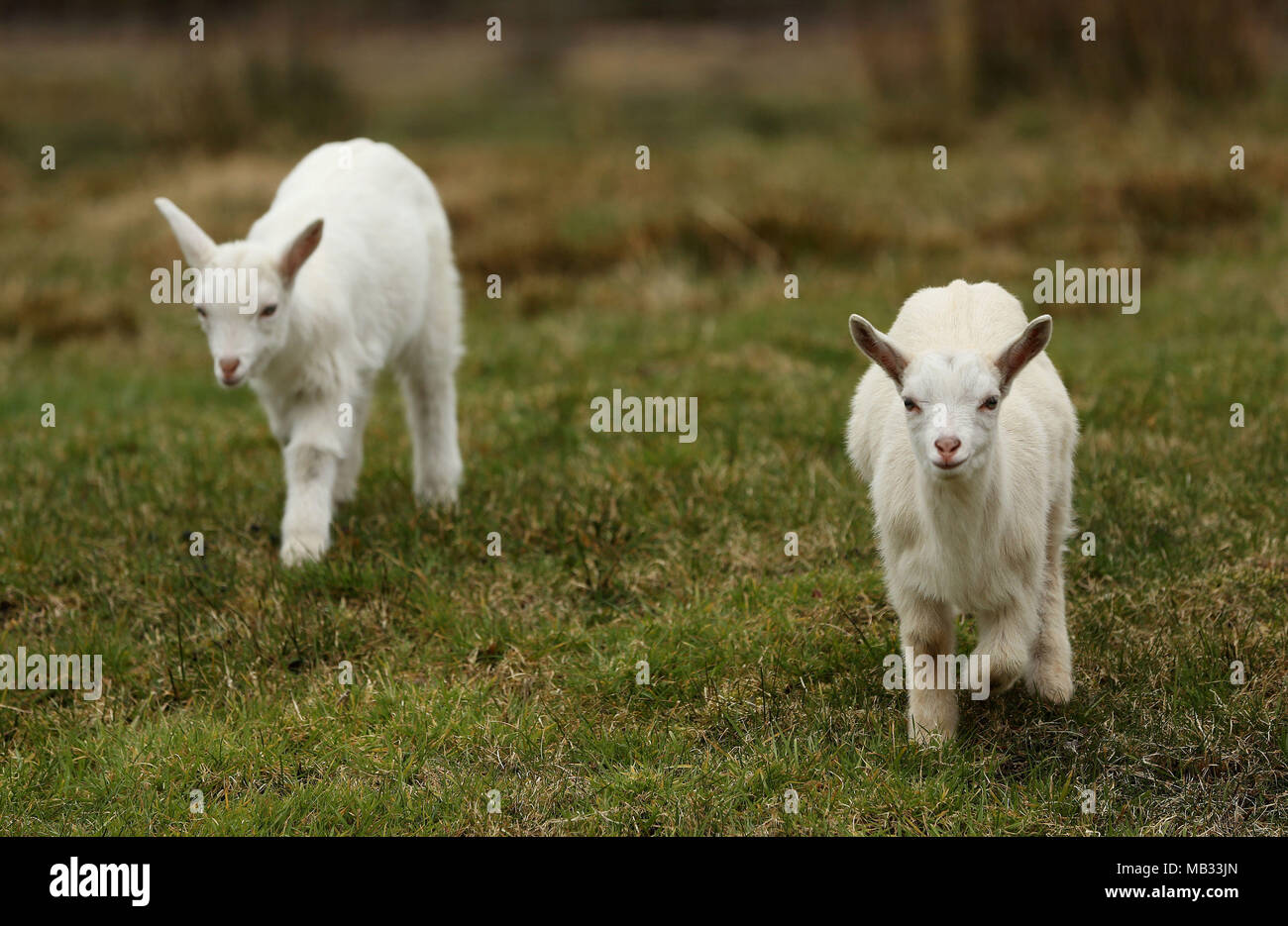 Twin geep 'This' (left) and 'That' on Angela Bermingham's farm in ...
