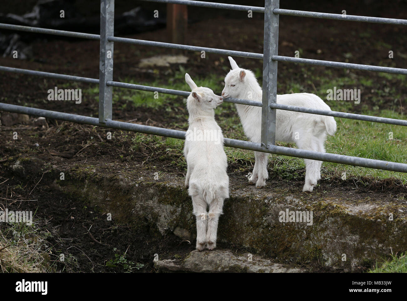 Twin geep 'This' (right) and 'That' on Angela Bermingham's farm in ...