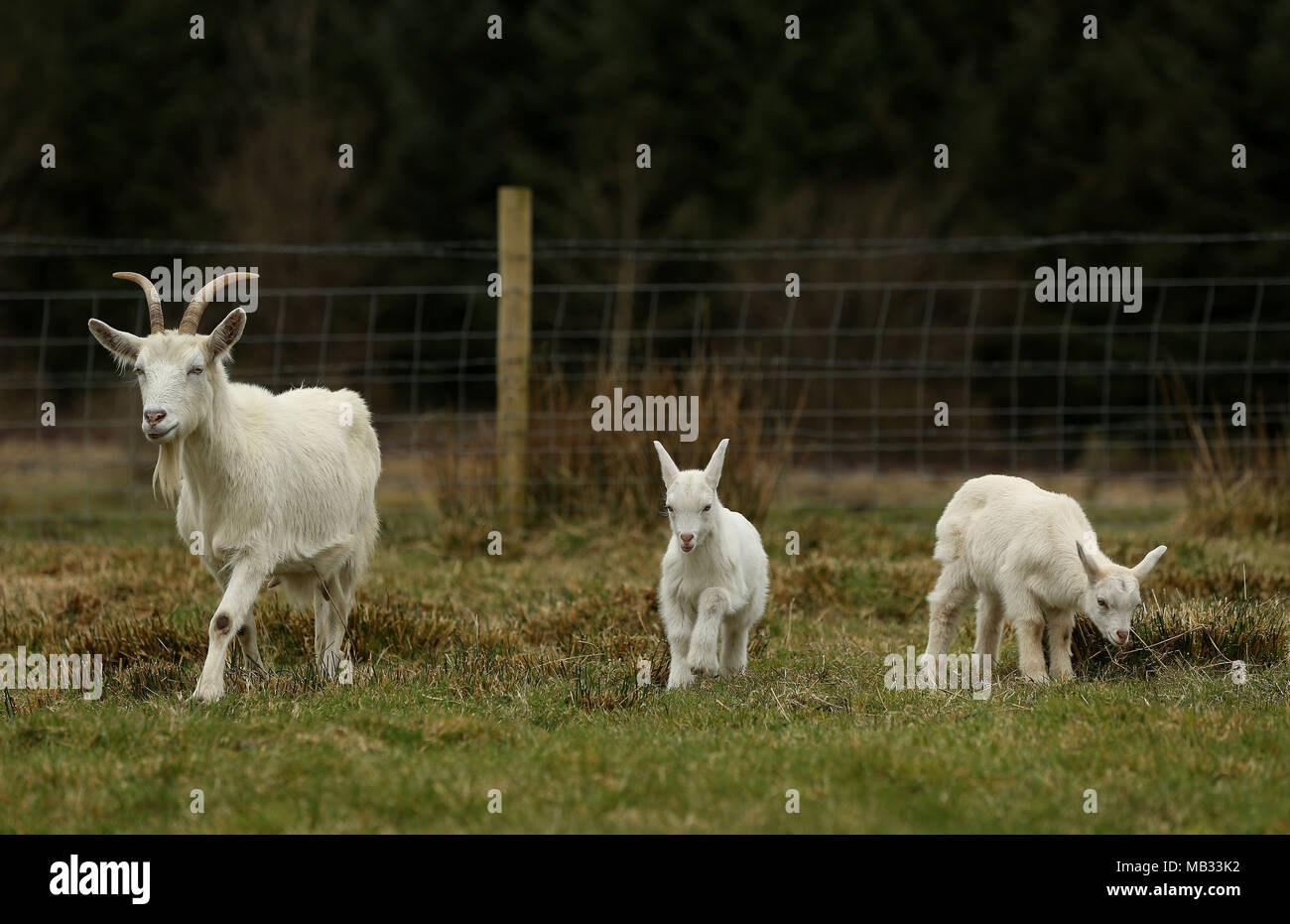 Cheviot goat hi-res stock photography and images - Alamy