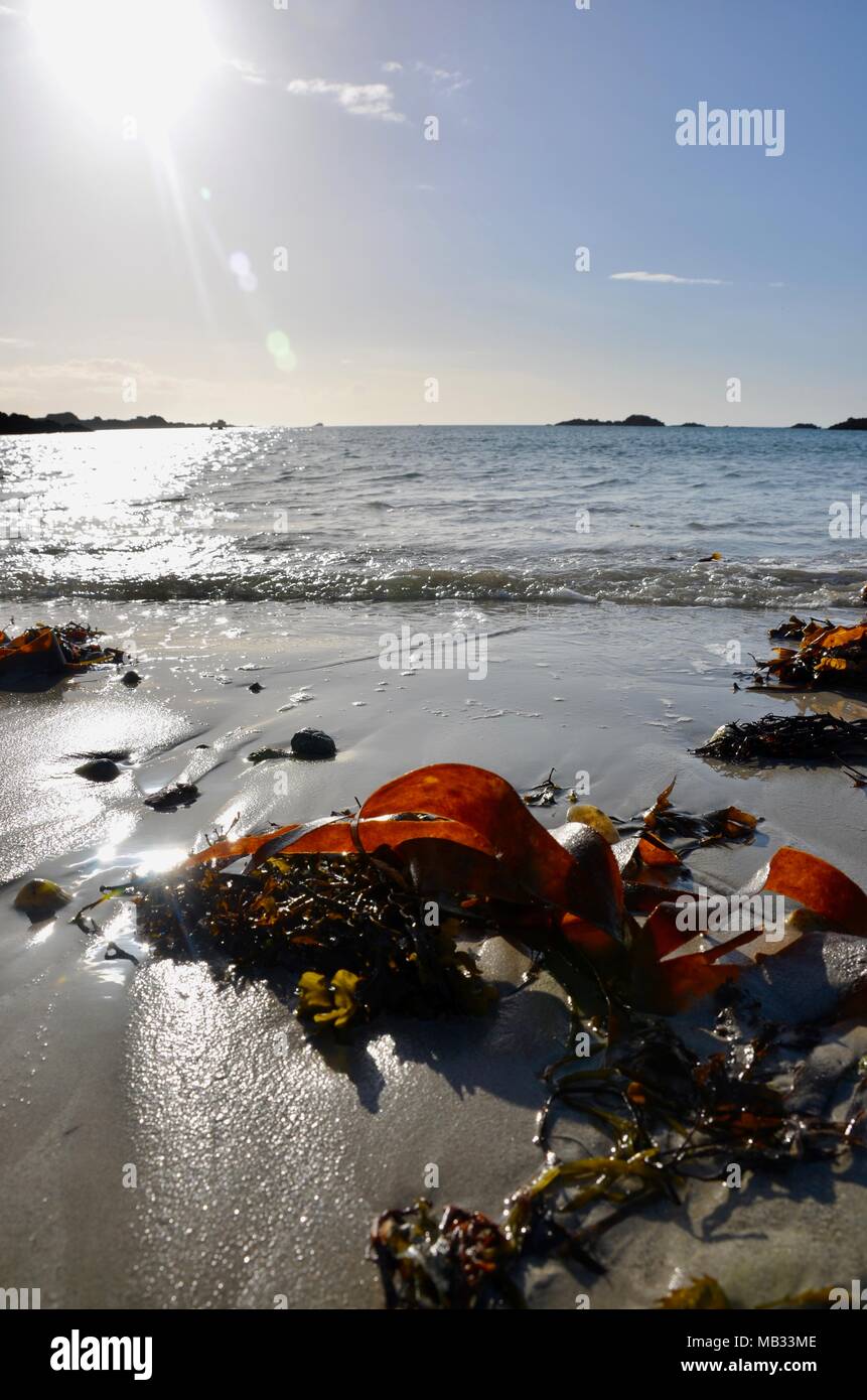 Seaweed on the beach at Cobo Bay, Guernsey, Channel Islands, UK Stock ...