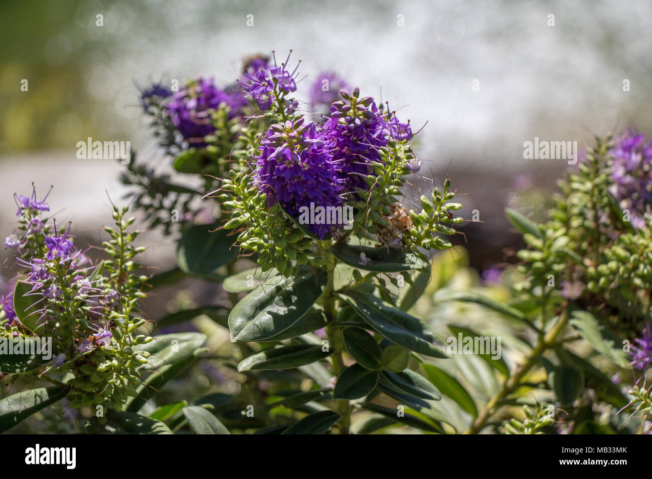 Beautiful colorful natural spring flowers in view Stock Photo - Alamy