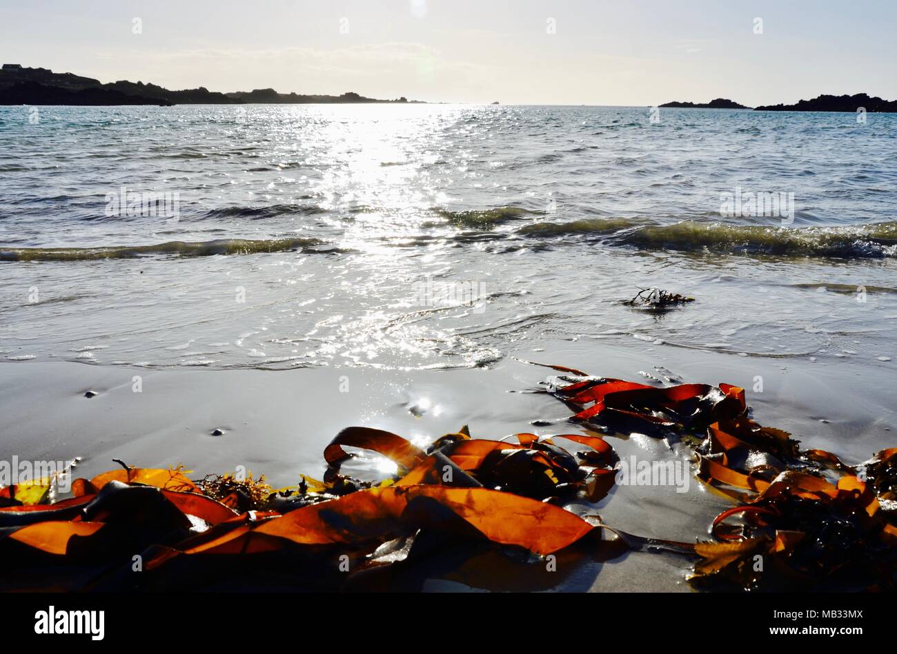 Seaweed on the beach at Cobo Bay, Guernsey, Channel Islands, UK Stock ...