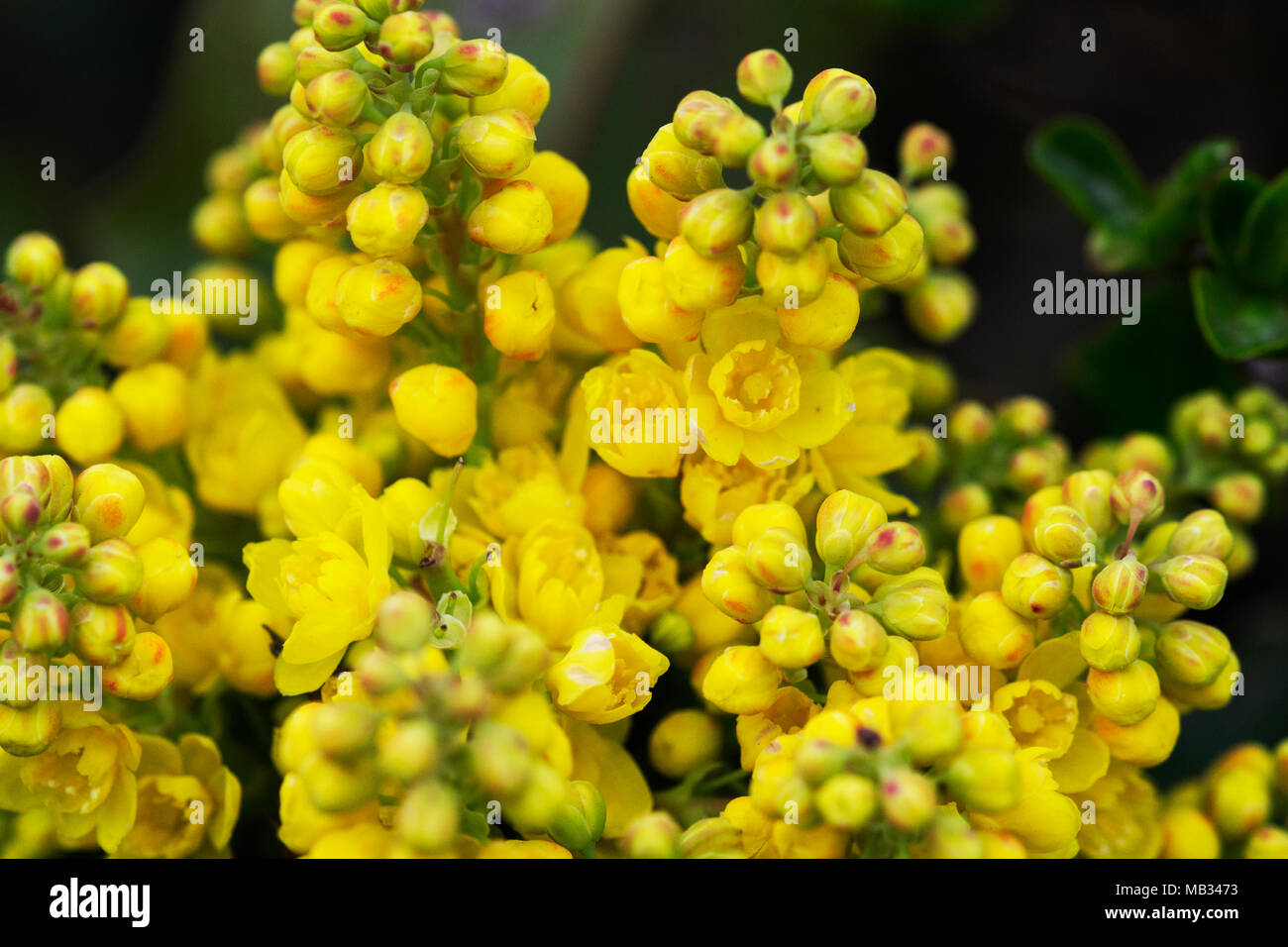 Close-up of a bunch of small yellow spring flowers Stock Photo - Alamy
