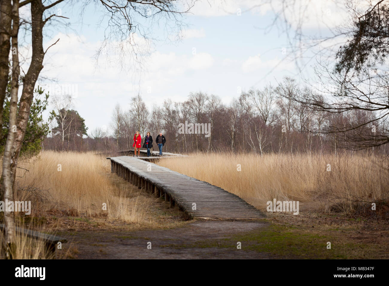 Three people walking bat bridge at National Park "de Groote Peel" in ...