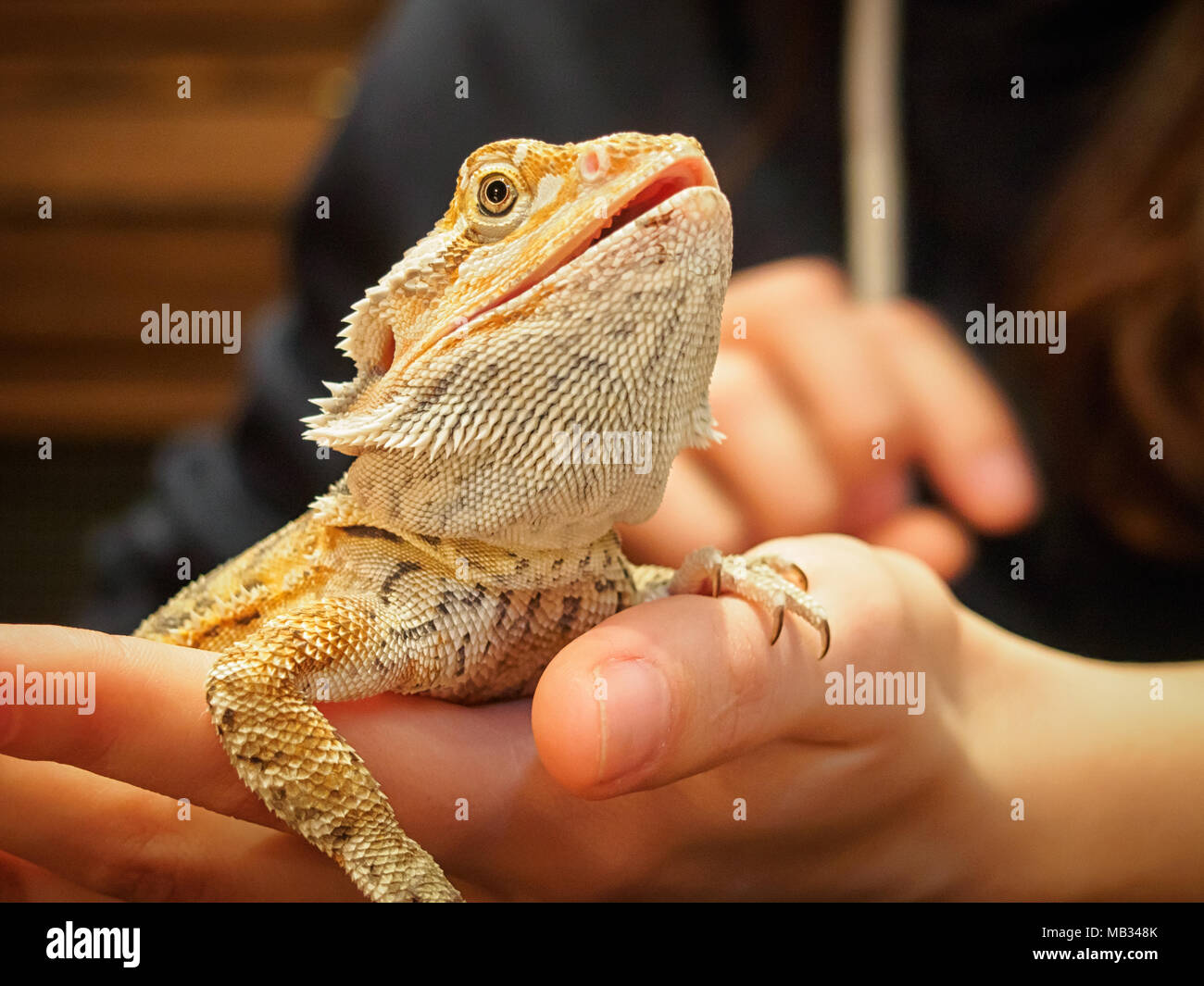 Pogona bearded dragon hi-res stock photography and images - Alamy