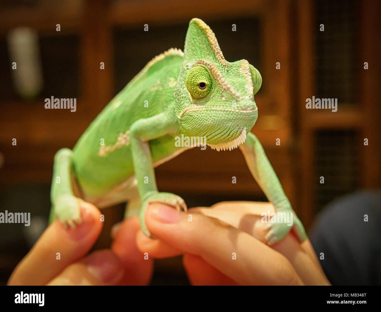 Hands on tail hi-res stock photography and images - Alamy