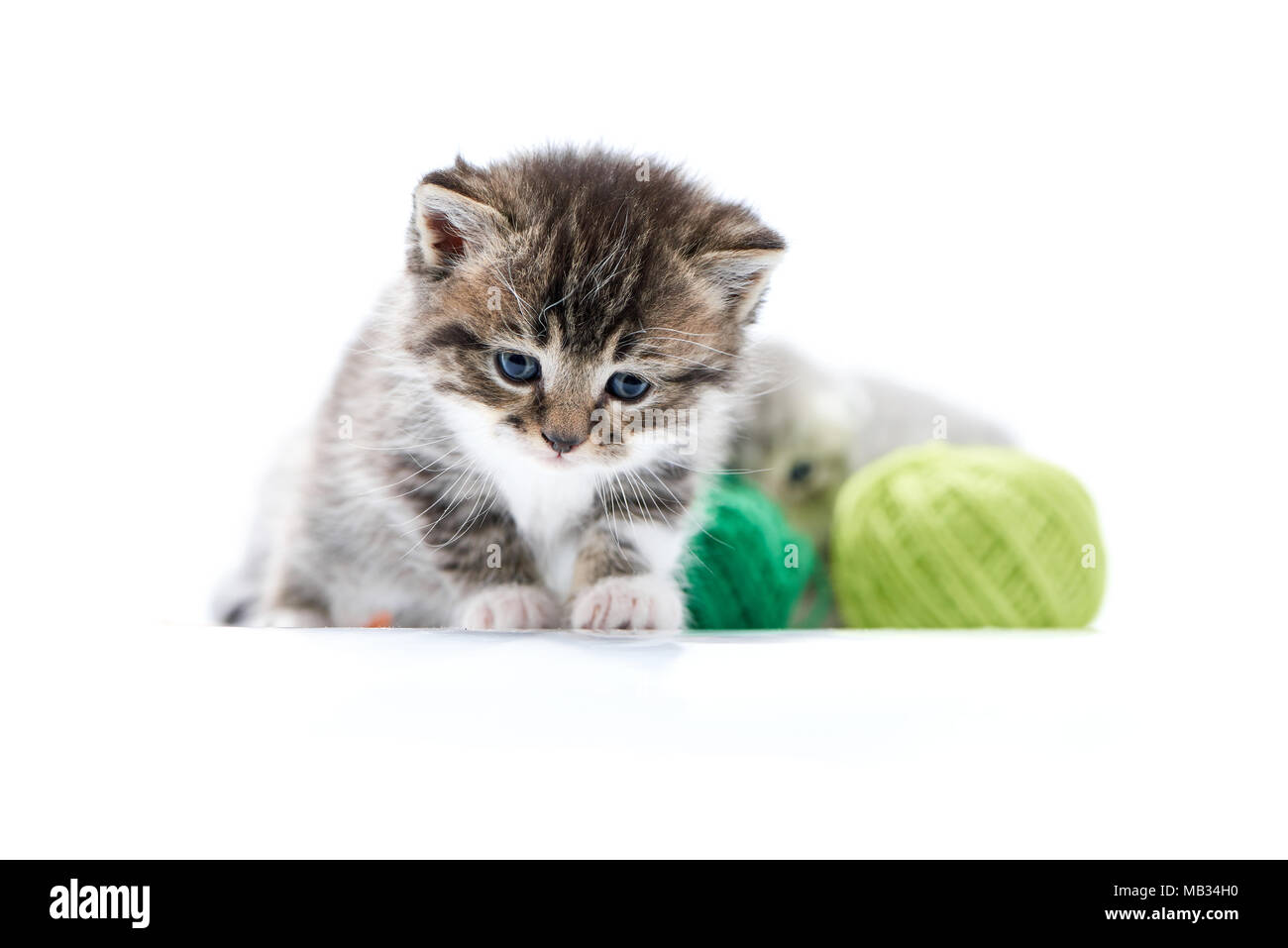 Cute little kitty cat photo Cut Out Stock Images & Pictures - Alamy