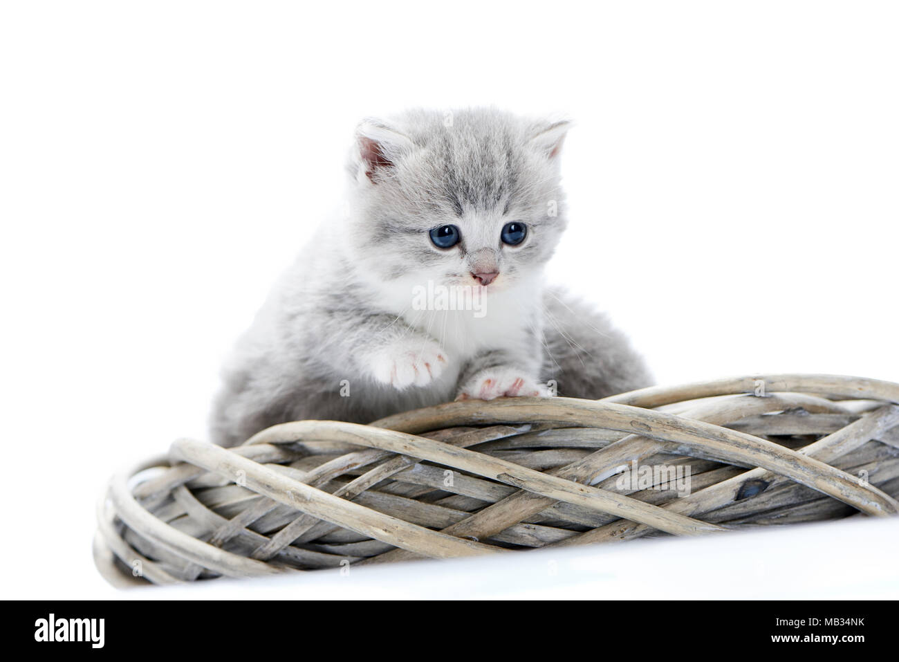Serious kitten hi-res stock photography and images - Alamy