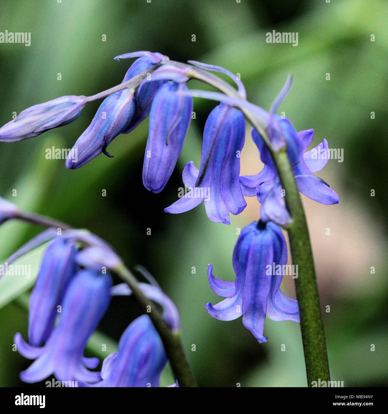 Spring Bluebells, Norfolk UK Stock Photo - Alamy