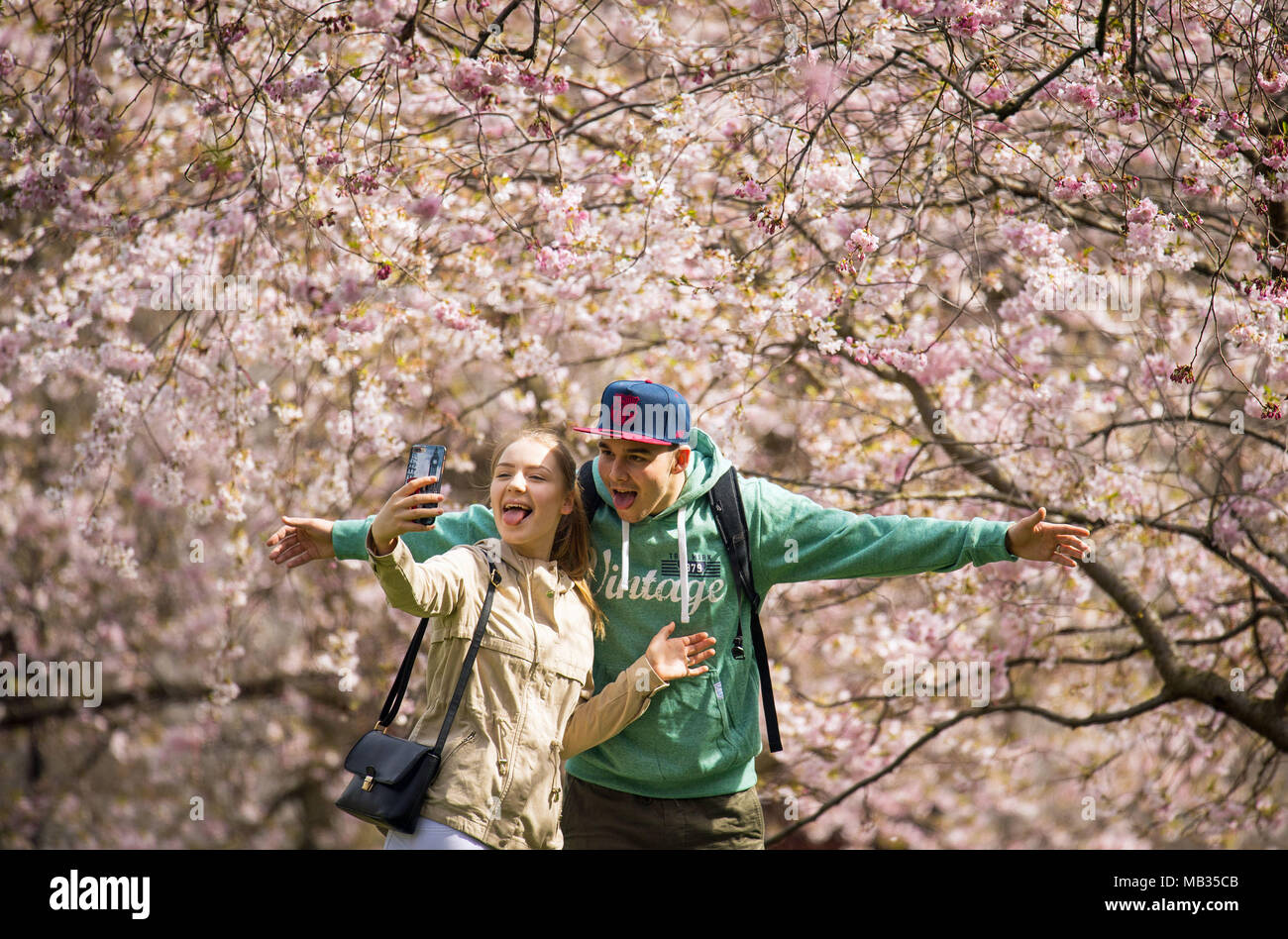 People take a selfie under the blossom trees in St James Park, London ...