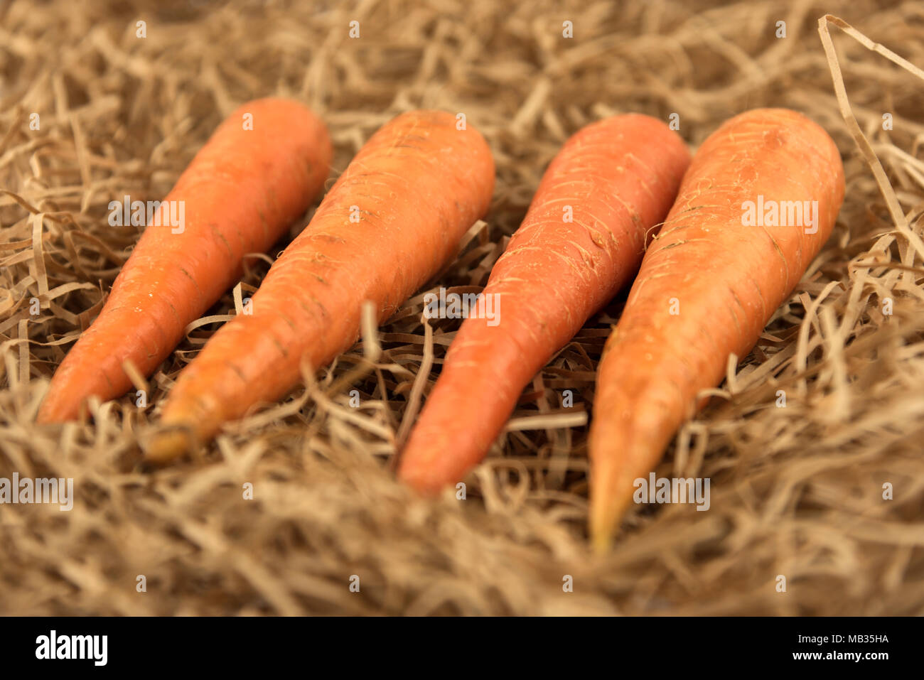 Fresh and sweet carrot. Vegetable on a hay straw grass Stock Photo - Alamy