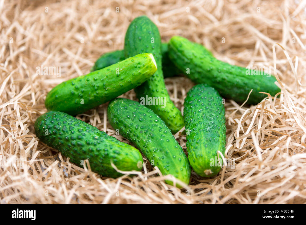 Cucumber harvest a field hi-res stock photography and images - Alamy