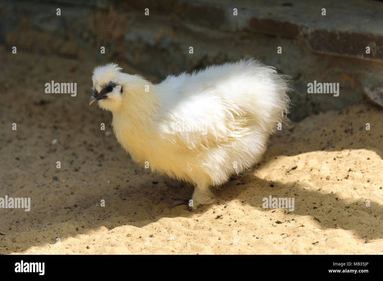 Small chick bird on sand. Baby chicken bird animal walking in farm ...