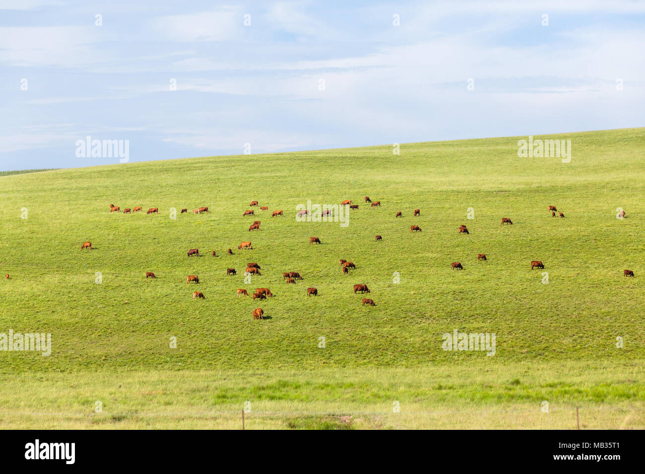 Cattle farming landscape dozens of beef animals scattered over rolling ...