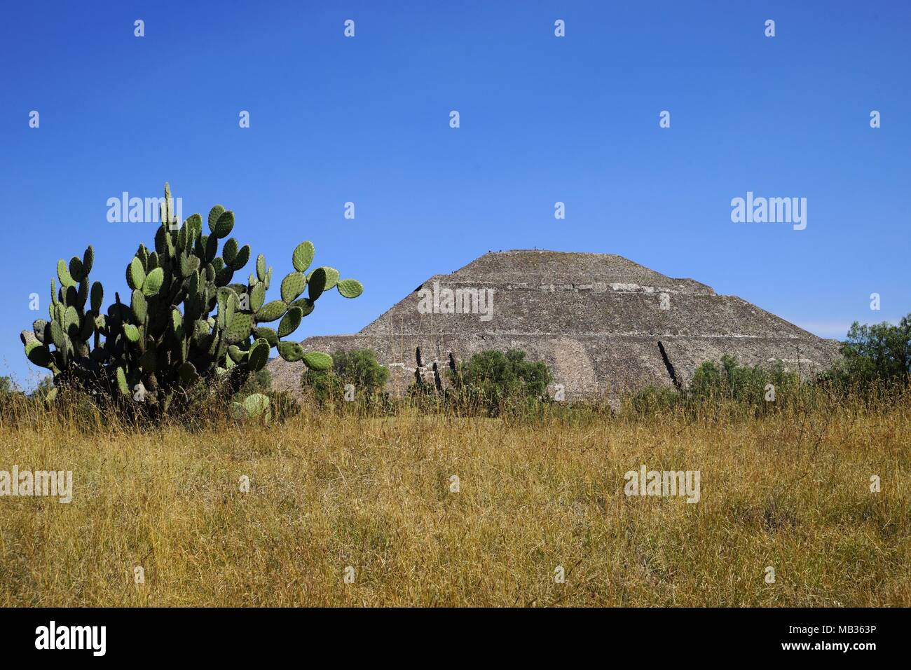 View of the pyramid of the Sun with a big cactus on the foreground ...