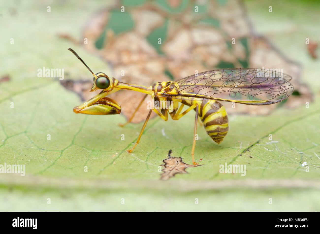 Mantis fly mantispidae hi-res stock photography and images - Alamy