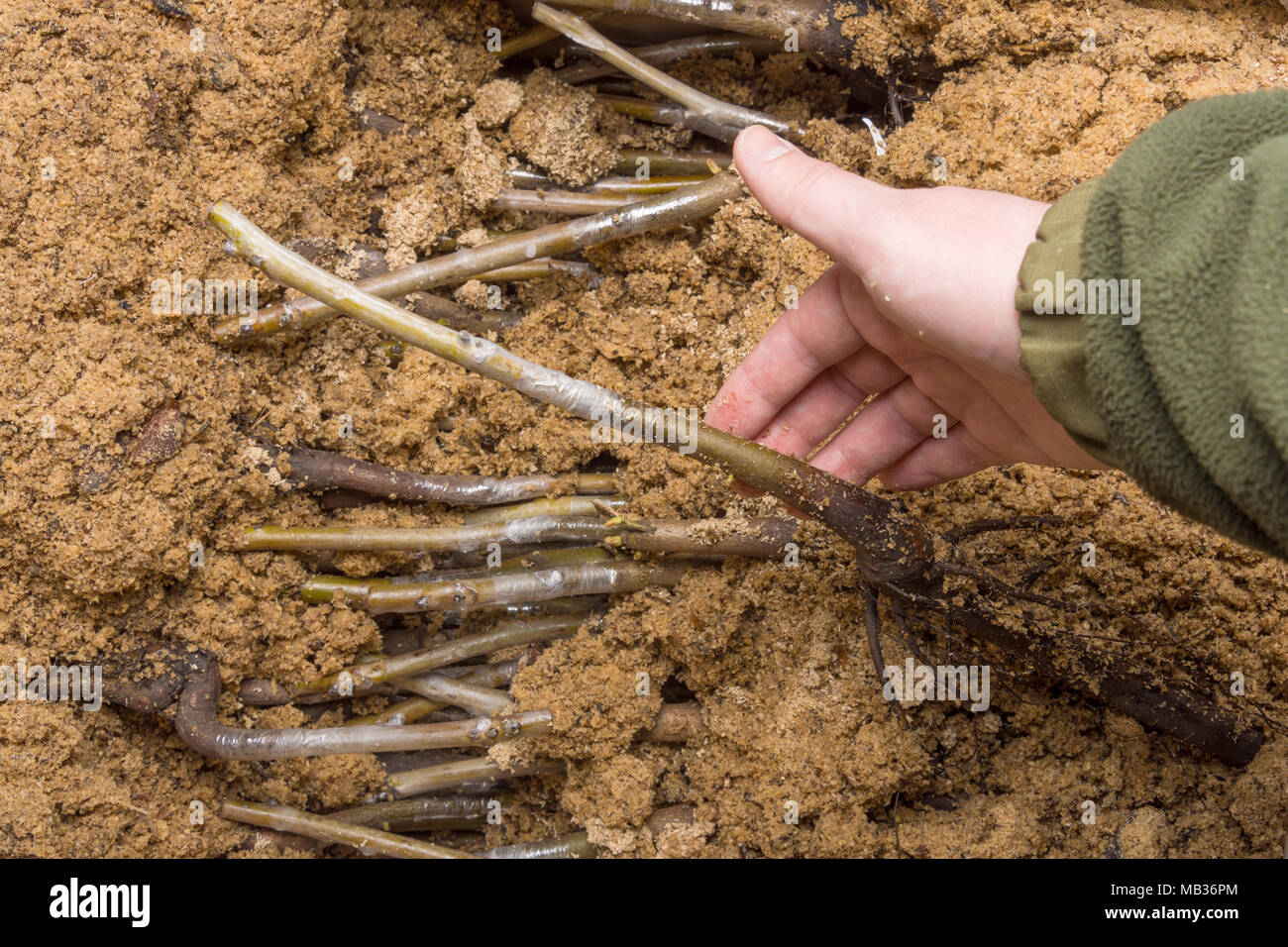 graft wood. Process ovulation of walnut cuttings with a pruner and ...