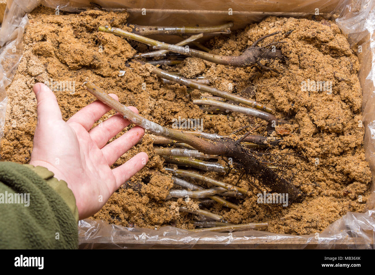 graft wood. Process ovulation of walnut cuttings with a pruner and ...