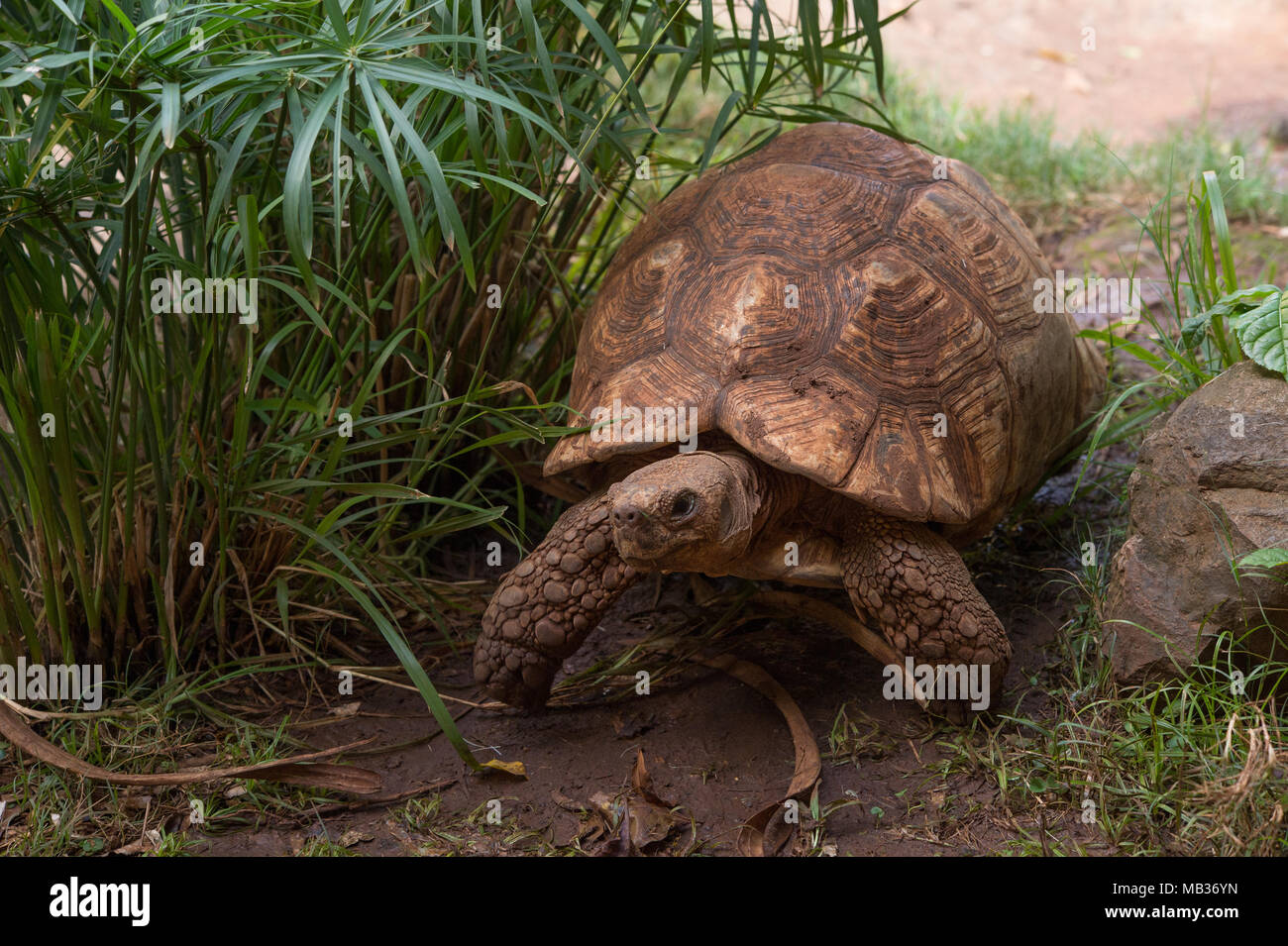 Leopard tortoise stigmochelys pardalis hi-res stock photography and ...