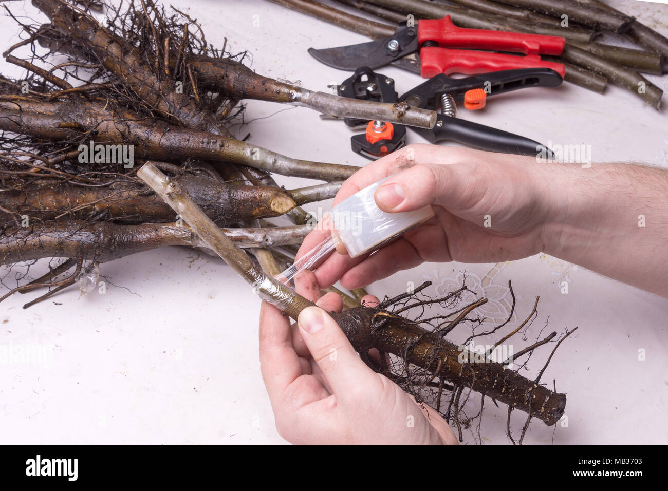 graft wood. Process ovulation of walnut cuttings with a pruner and ...