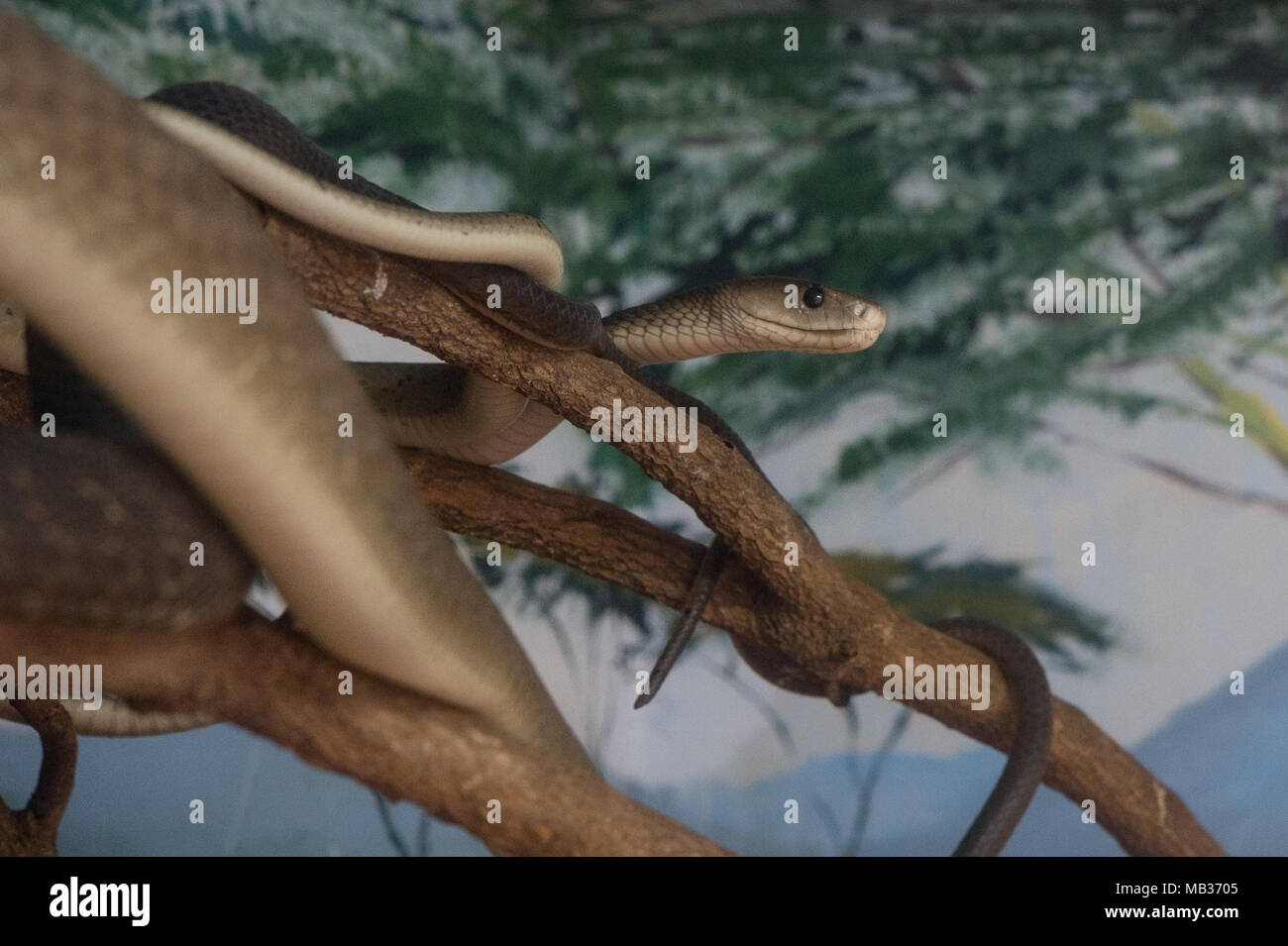 Black mamba snake hi-res stock photography and images - Alamy