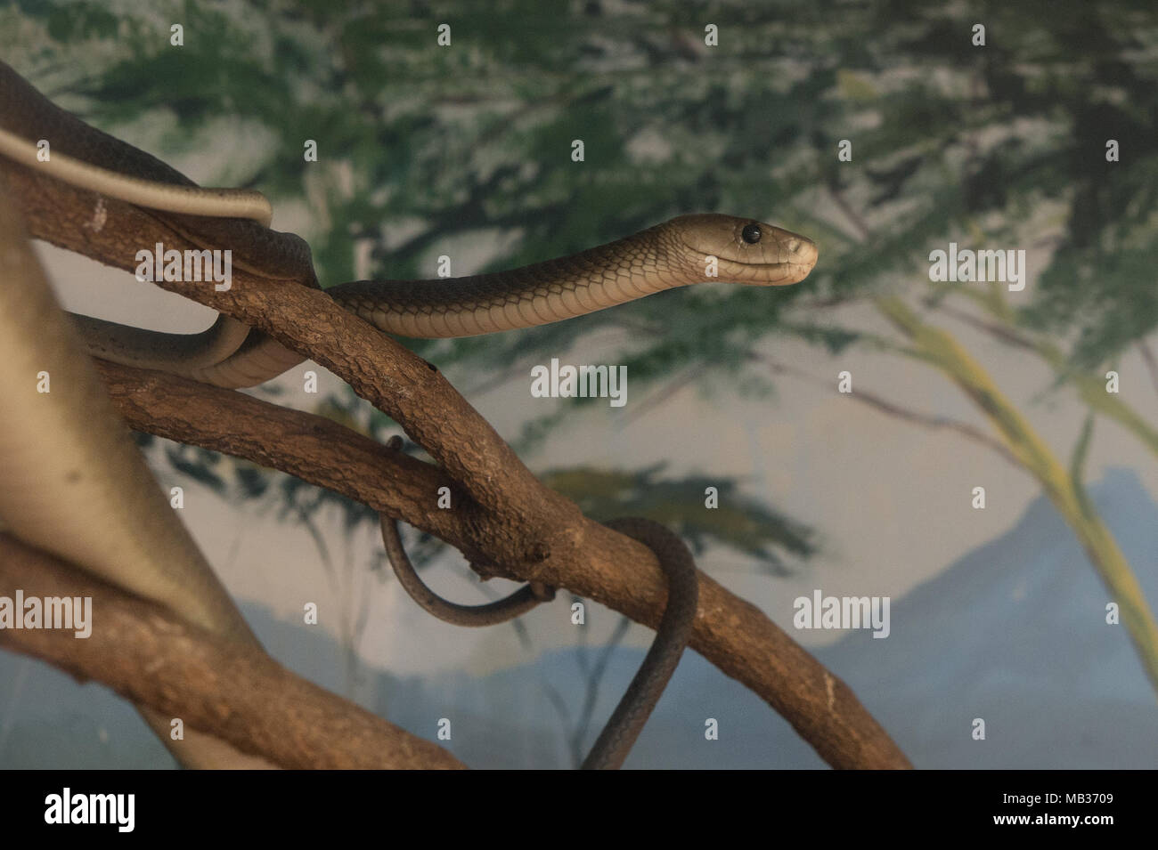 Elapidae snake hi-res stock photography and images - Alamy