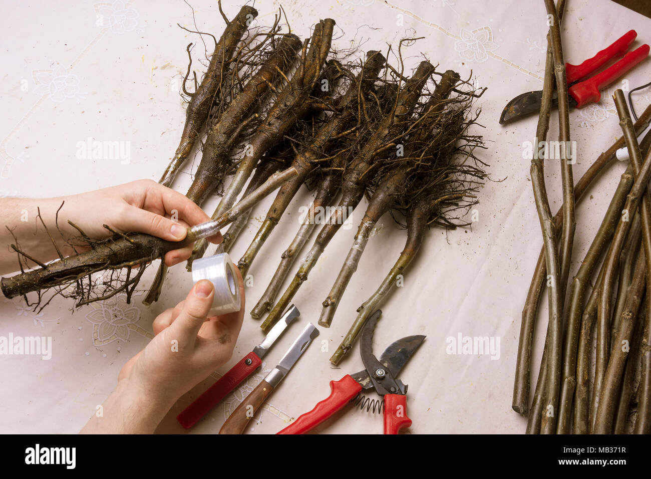 graft wood. Process ovulation of walnut cuttings with a pruner and ...